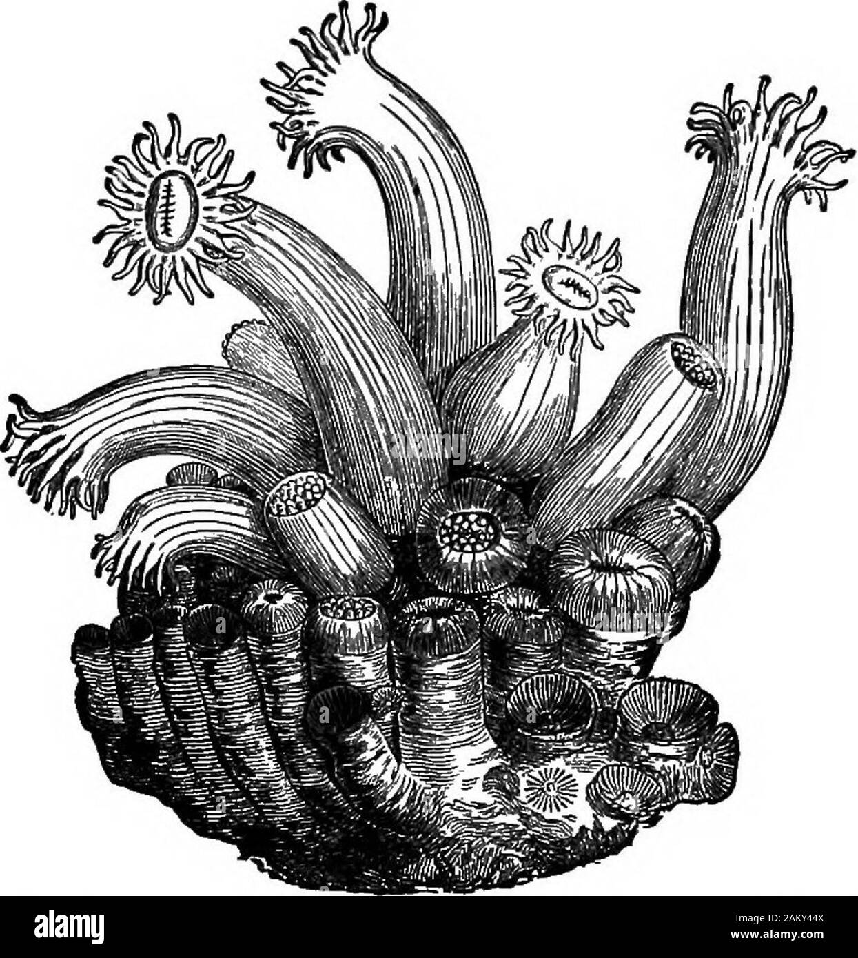 Bones shells hi-res stock photography and images - Alamy