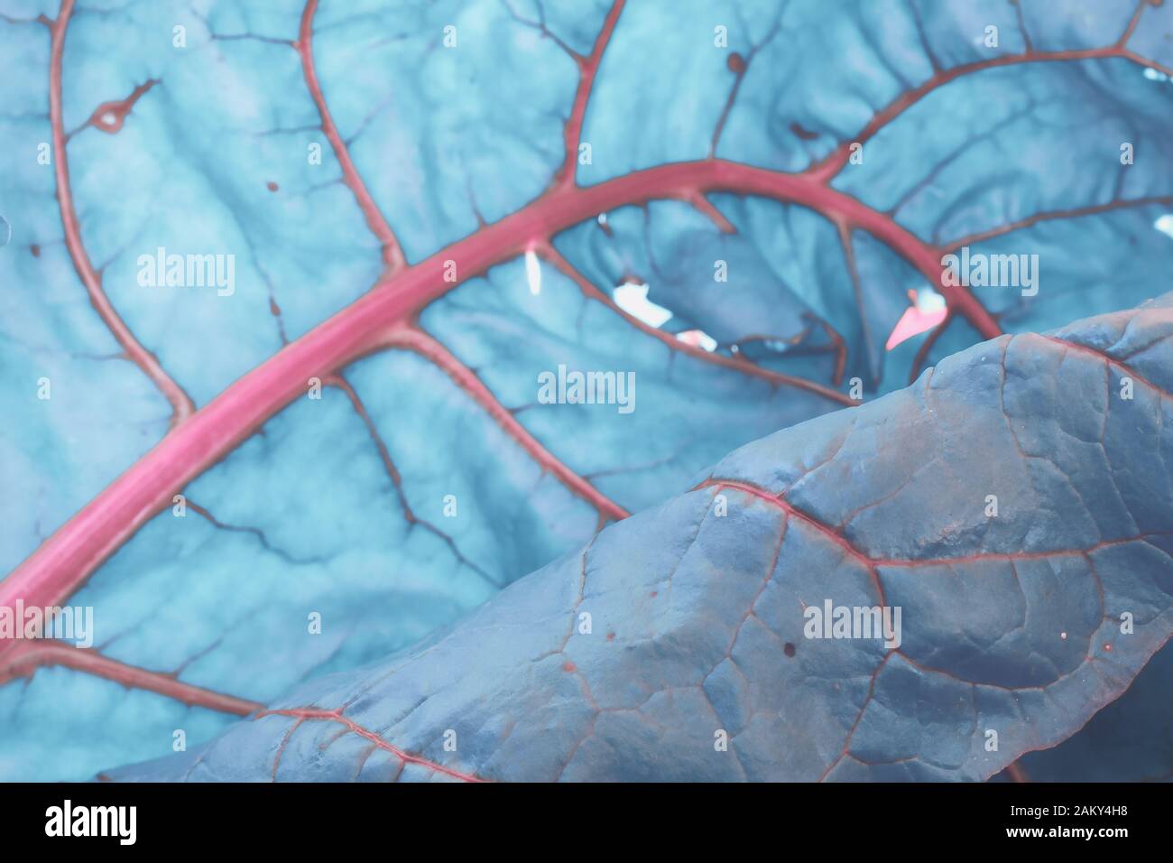 Altered colors hi-res stock photography and images - Alamy