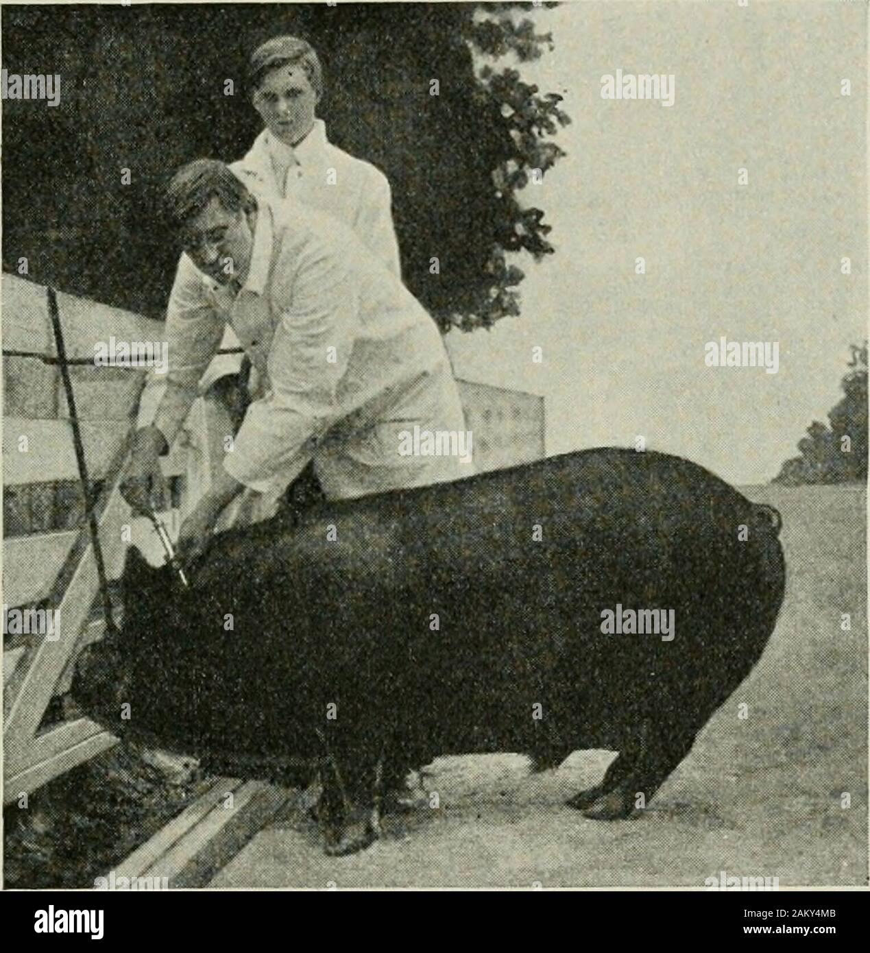 Diseases of swine, with particluar reference to hog-cholera . d these ...