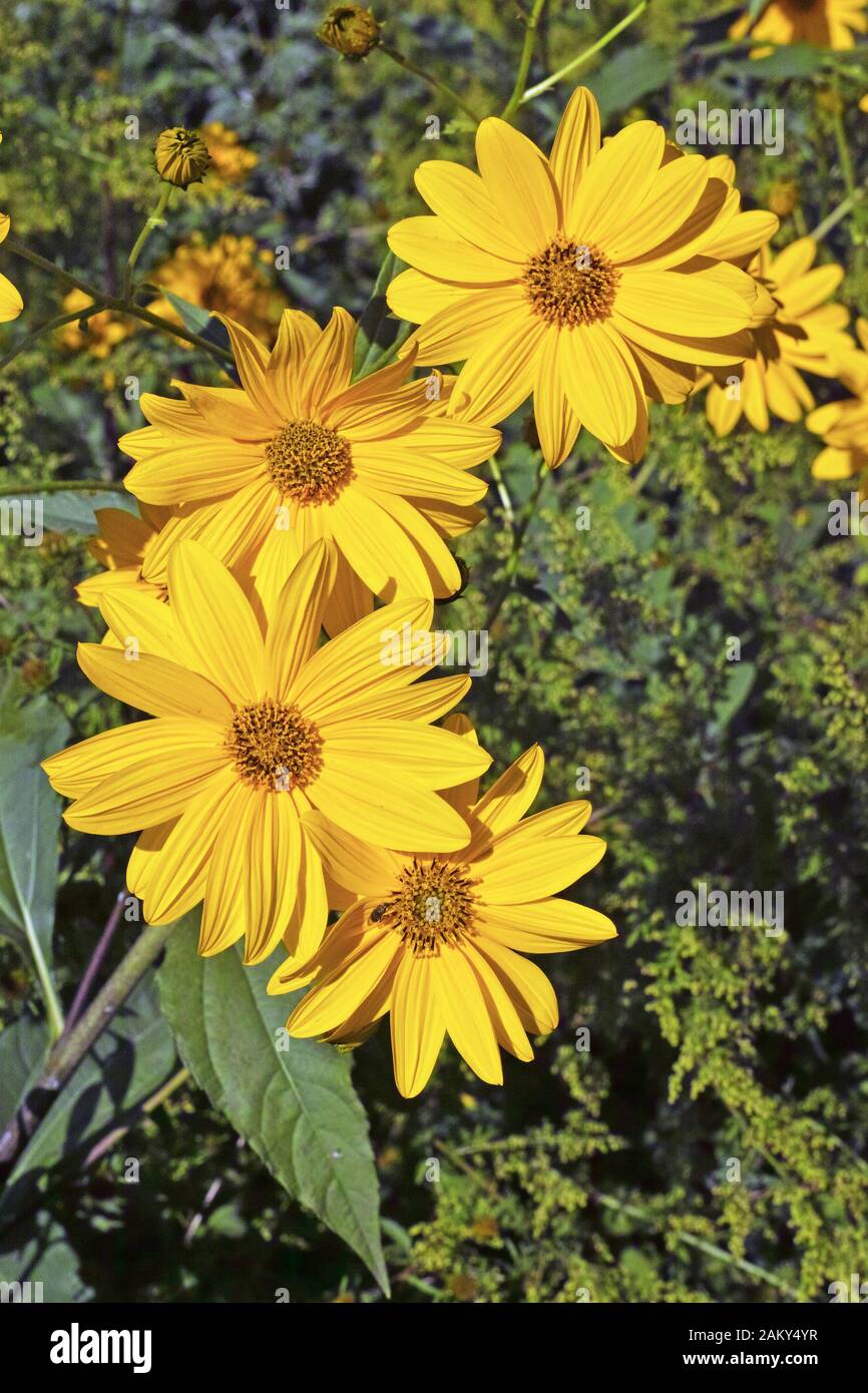 Yellow flowerheads hi-res stock photography and images - Alamy