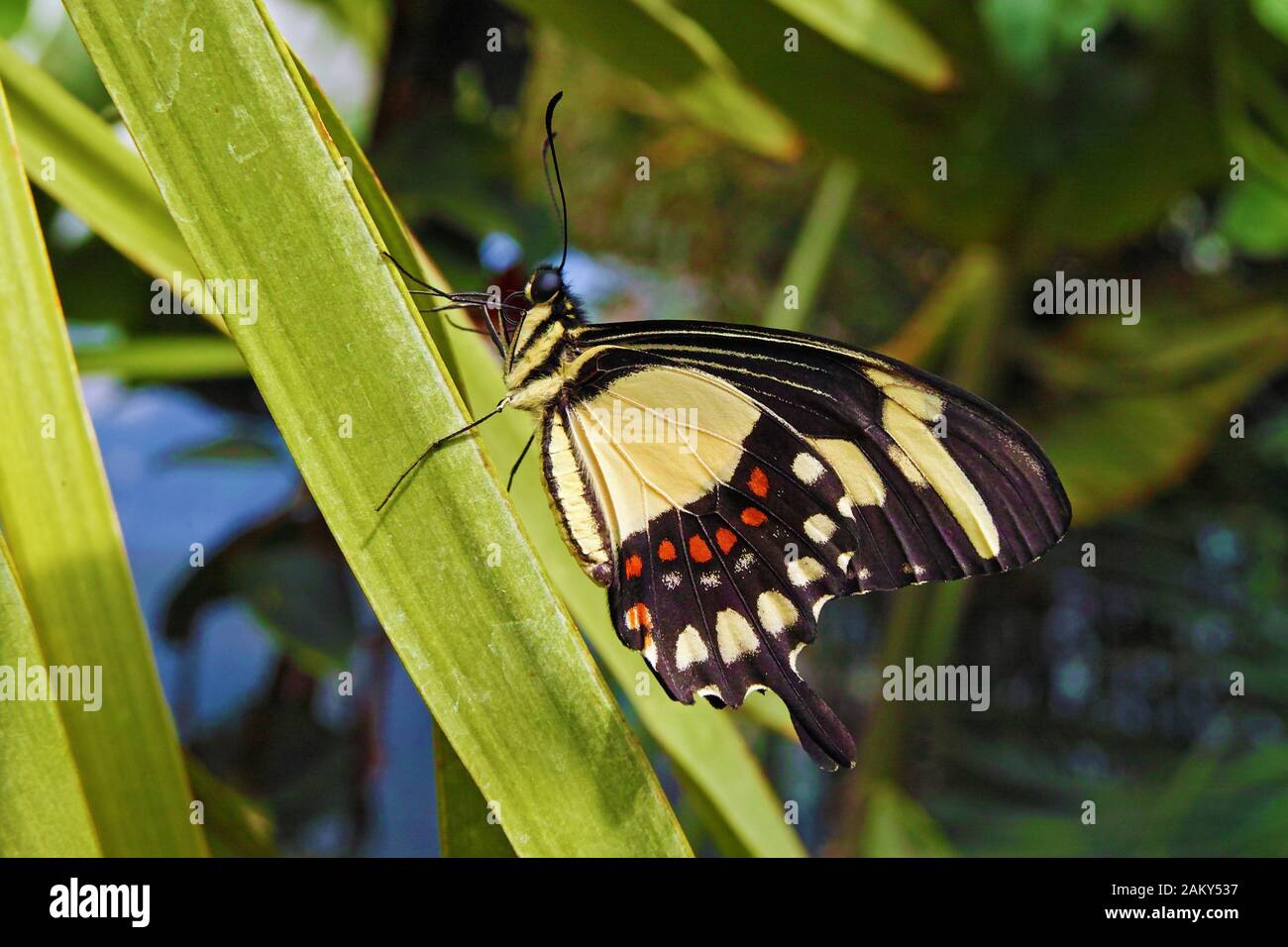 torquatus swallowtail butterfly, underside Stock Photo - Alamy