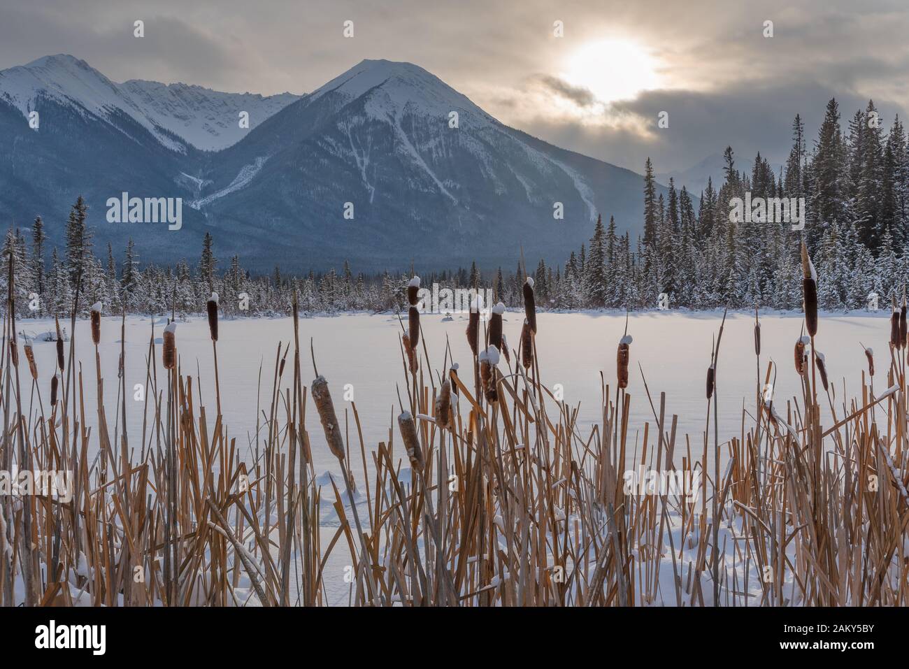 Winter cattails at Vermilion Lakes in Banff National Park, Alberta ...