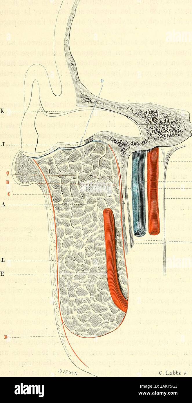 Sus hyoidienne hi-res stock photography and images - Alamy