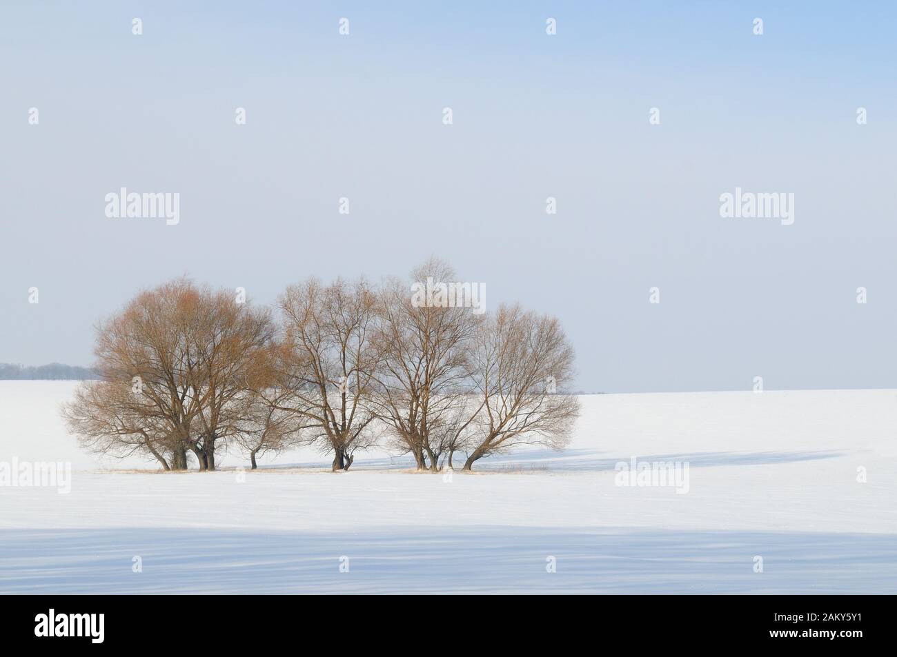 snow-covered field and trees in the snow Stock Photo - Alamy