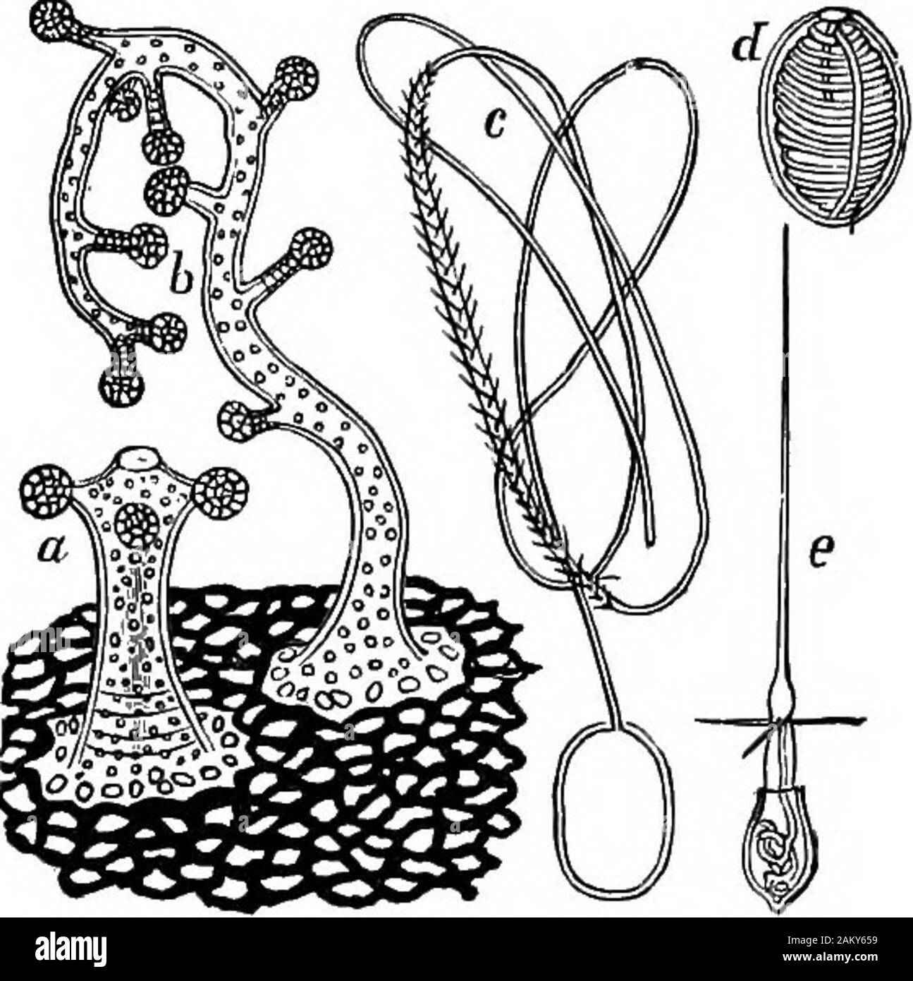 Hydra budding Black and White Stock Photos & Images - Alamy