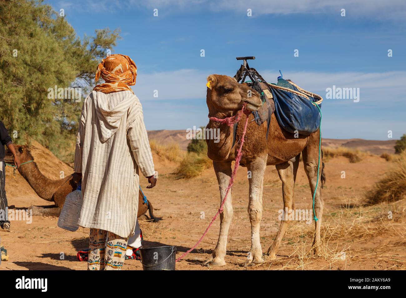 Berber man in national dress stands near a camel, Sahara Desert ...