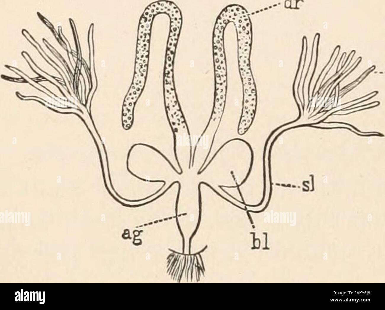 Seminal coat hi-res stock photography and images - Alamy