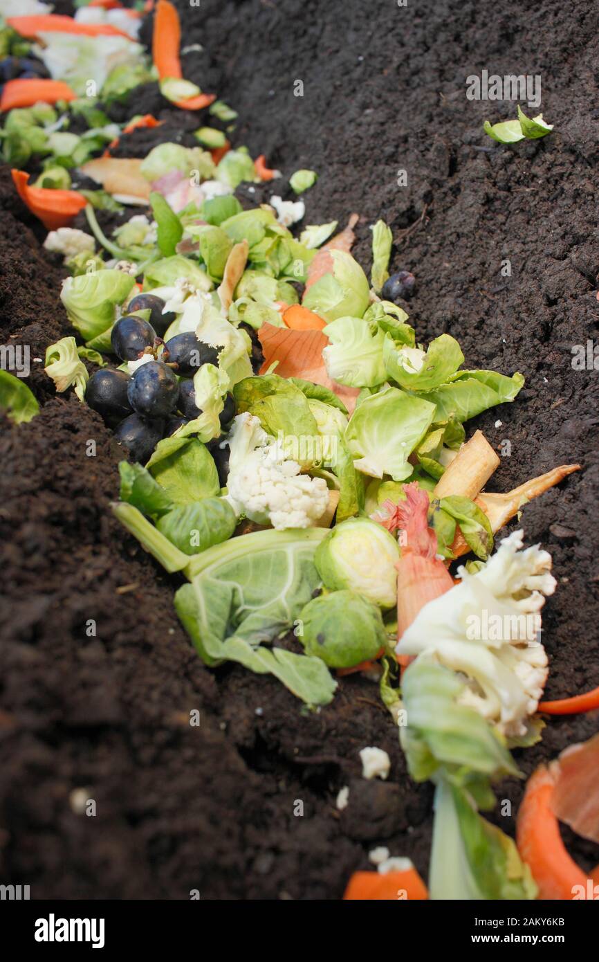 Green food waste placed directly into a vegetable patch trench to rot ...