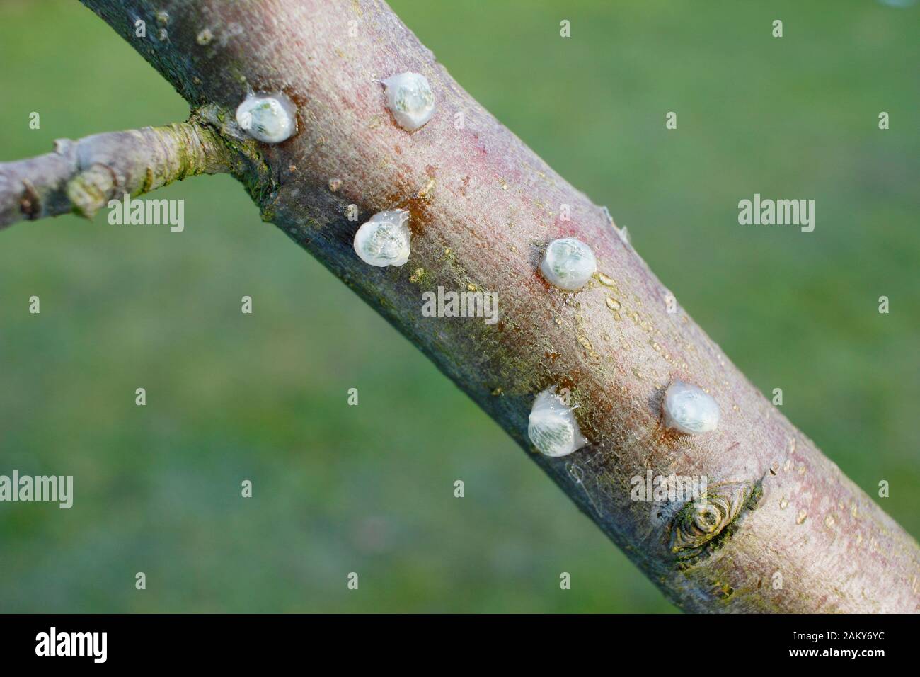 Growing mistletoe hi-res stock photography and images - Alamy