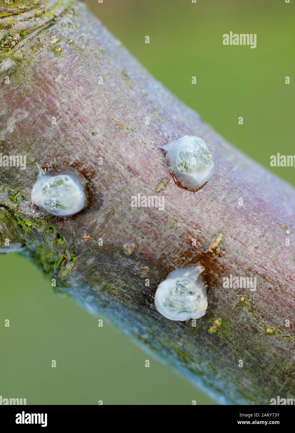 Seeds of mistletoe hi-res stock photography and images - Alamy