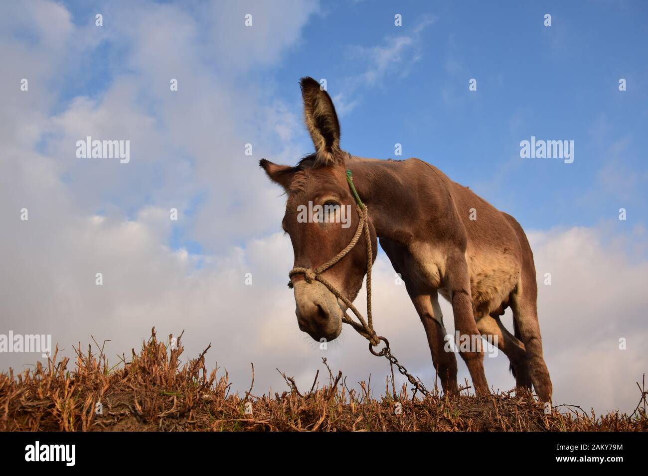 Portrait of a donkey in a field Stock Photo - Alamy