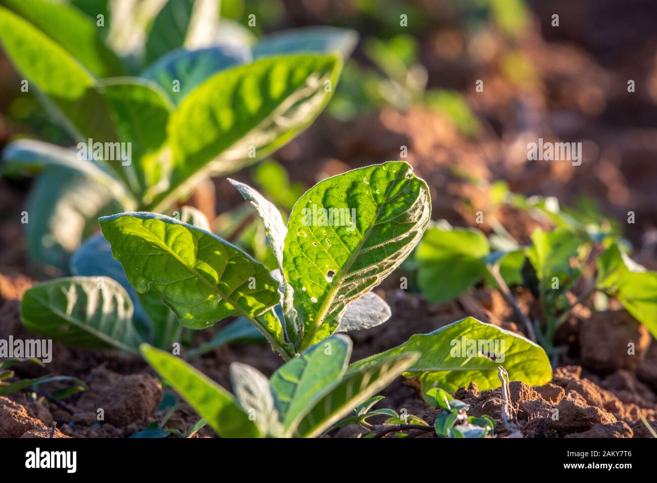 Tobacco steadily growing out in the field , Vinales, Cuba Stock Photo ...