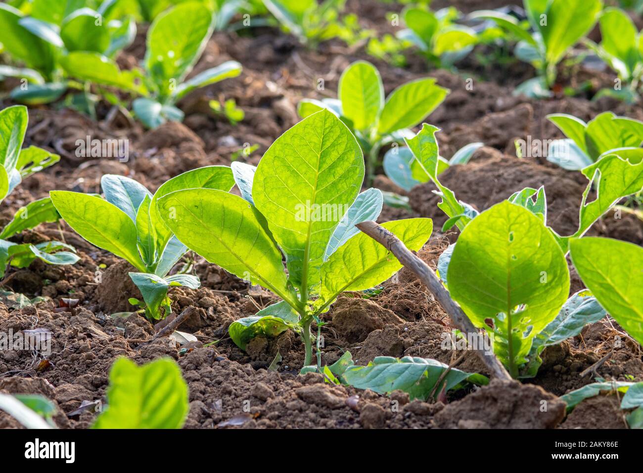 Tobacco steadily growing out in the field , Vinales, Cuba Stock Photo ...