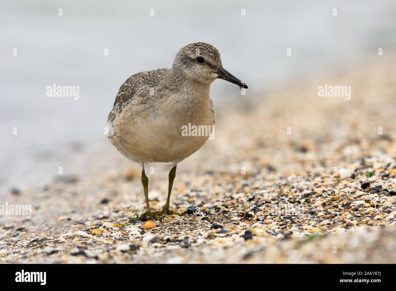 Knot bird hi-res stock photography and images - Alamy