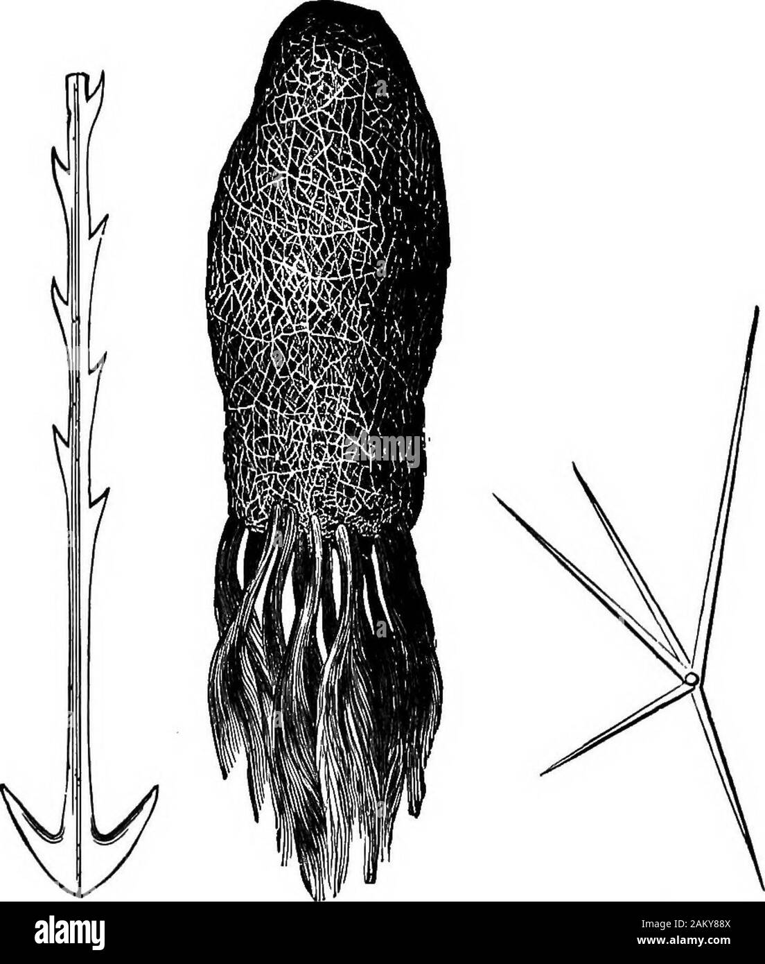 Oscula Cut Out Stock Images & Pictures - Alamy