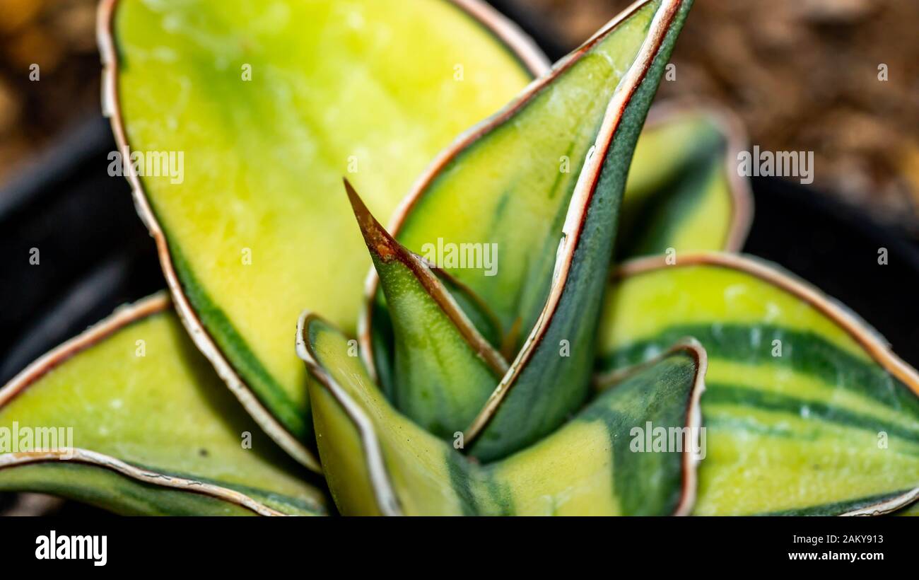 beautiful variegated sansevieria with vibrant color Stock Photo - Alamy