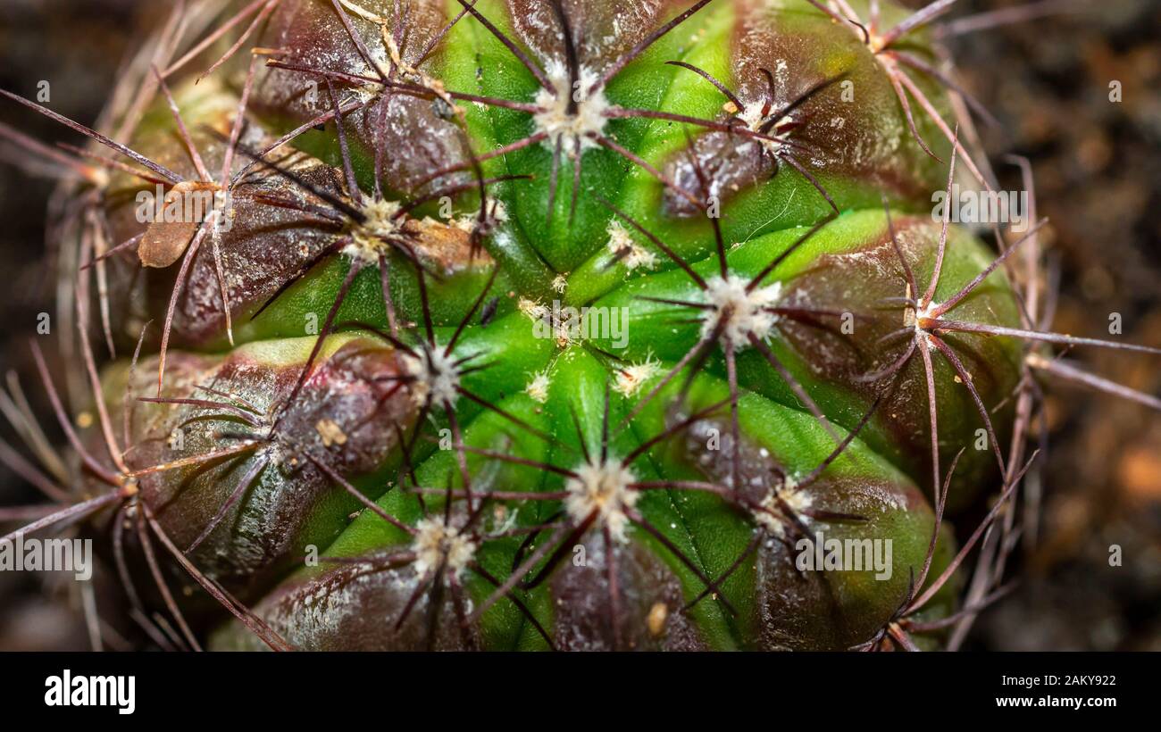 Ottonis hi-res stock photography and images - Alamy