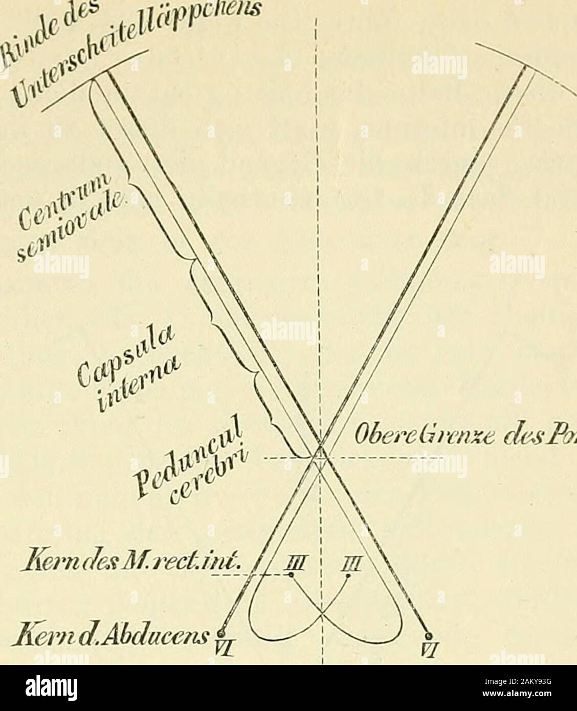 Orbitalis hi-res stock photography and images - Alamy