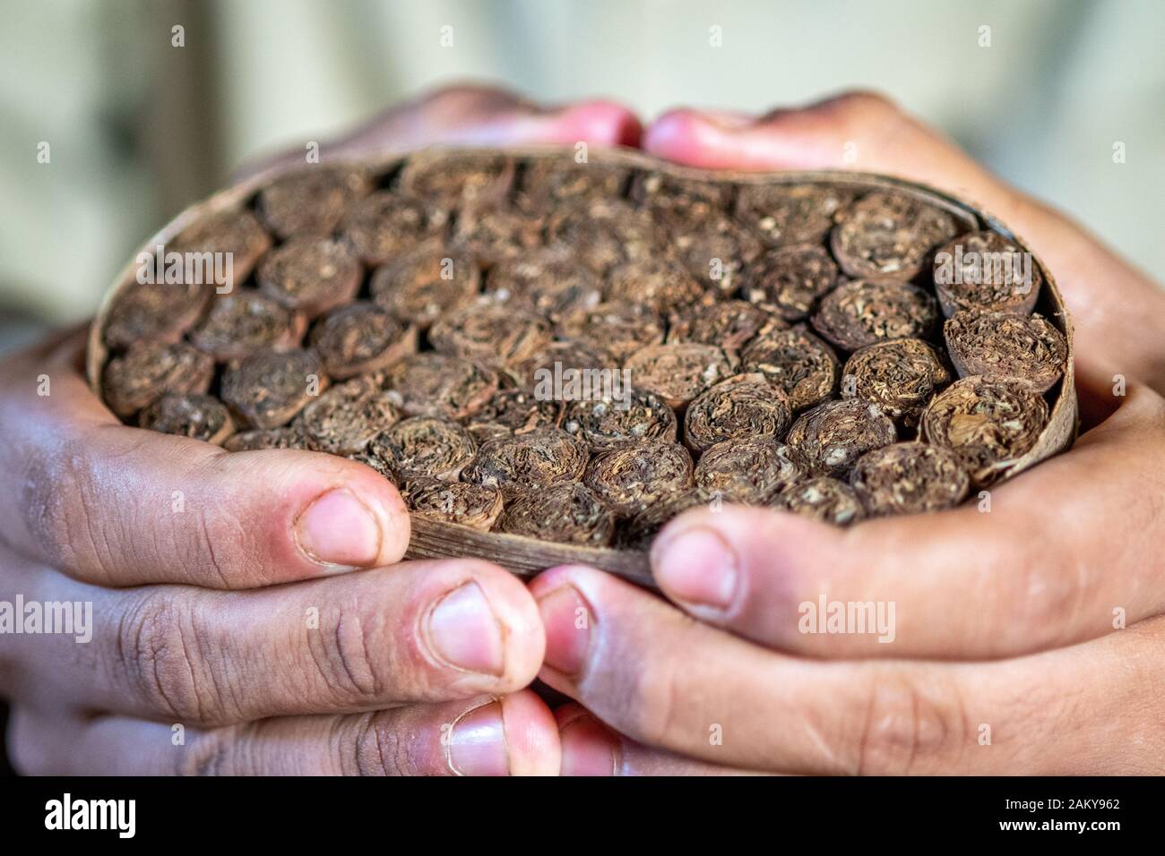 Freshly rolled cigars bound together in a neat arrangement , Vinales ...