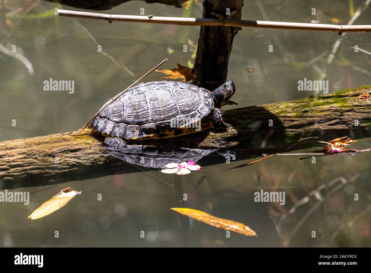 Turtle on a branch in a small lake in Rodini park on the outskirts of ...