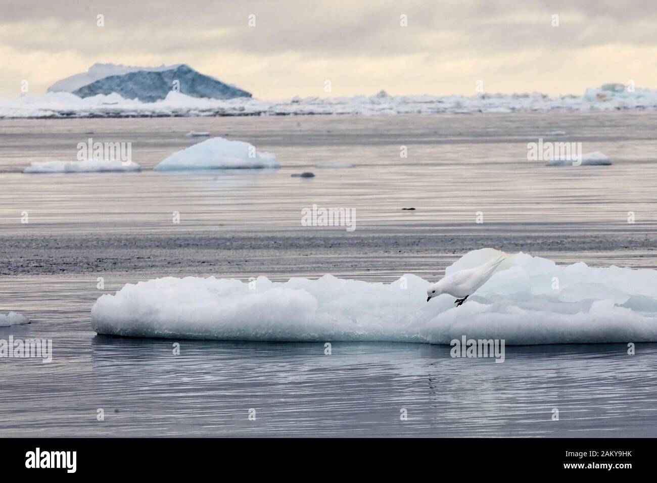 Snow Hill on sea ice, Antarctica Stock Photo - Alamy