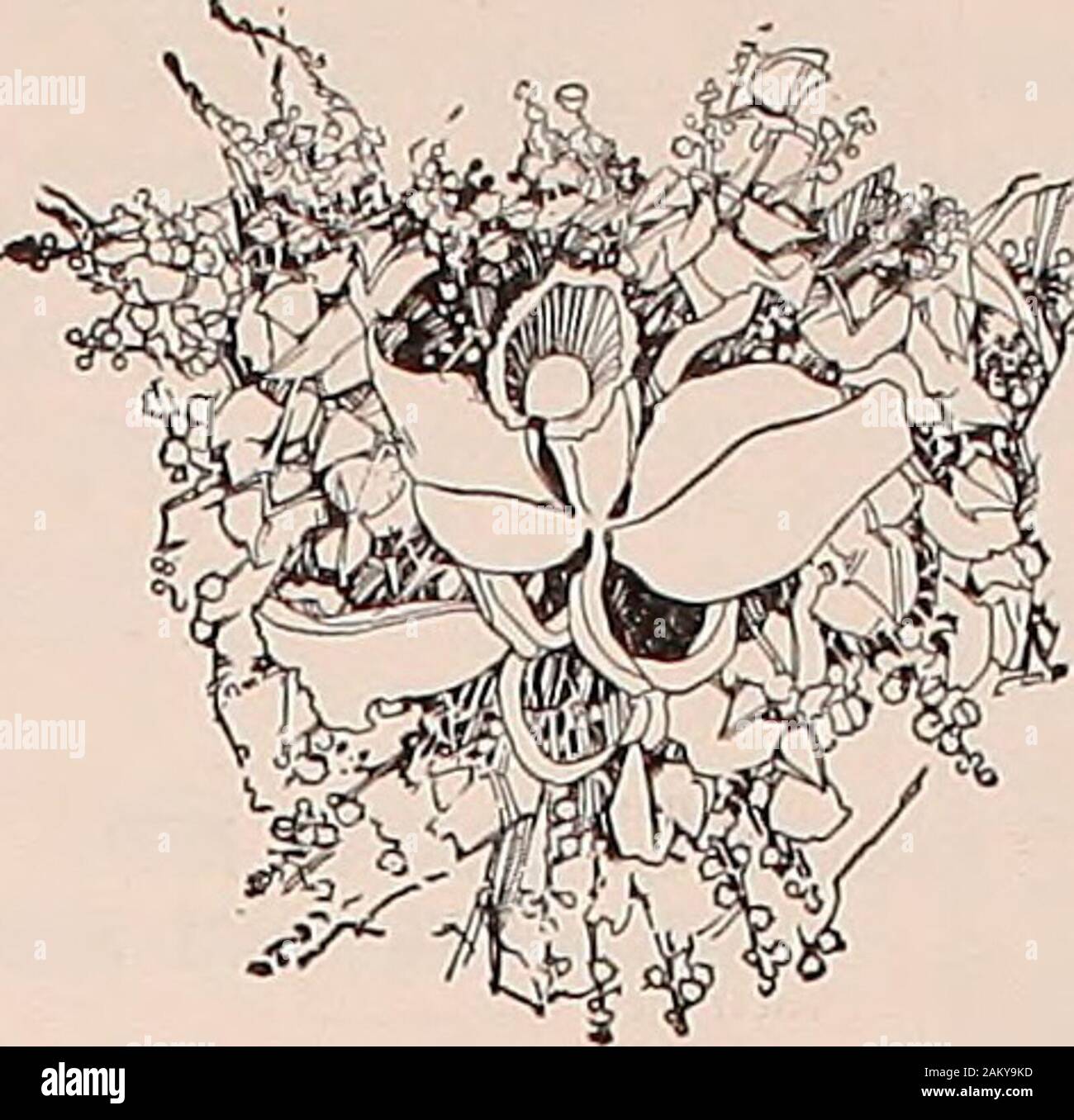 Bookidwellesleynew hi-res stock photography and images - Alamy