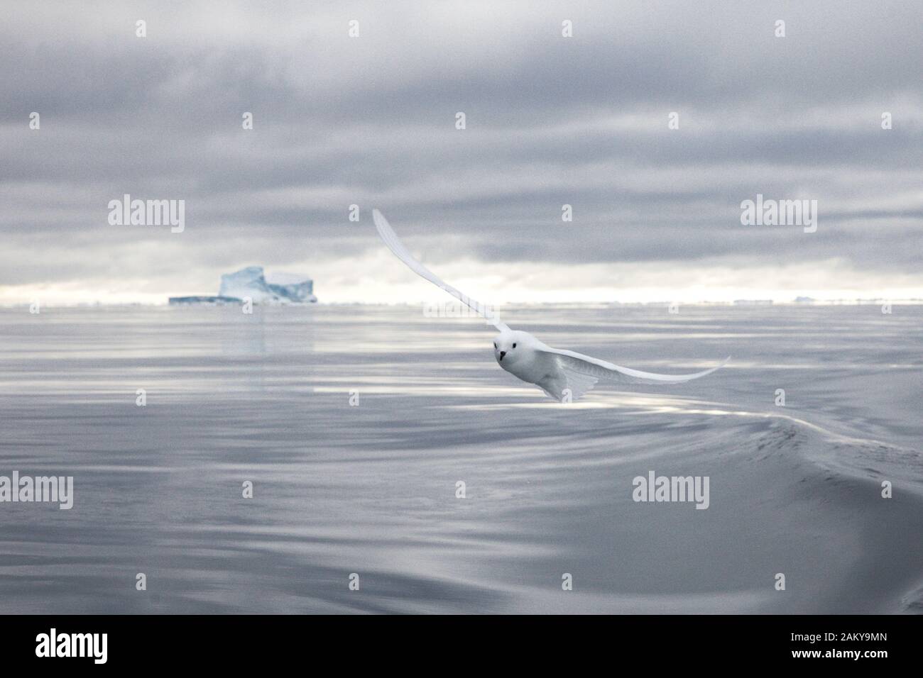 Snow petrel flying, Antarctica Stock Photo - Alamy