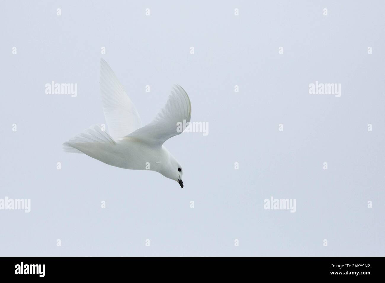 Snow Petrel flying, Antarctica Stock Photo - Alamy