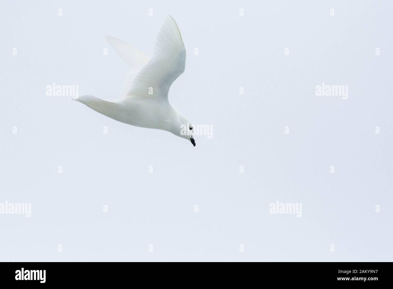 Snow Petrel flying, Antarctica Stock Photo - Alamy