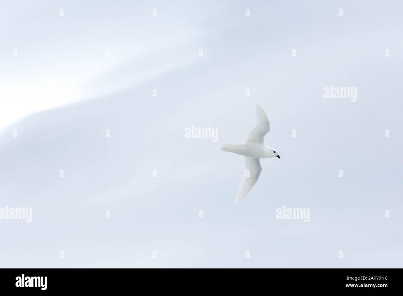 Snow Petrel flying, Antarctica Stock Photo - Alamy