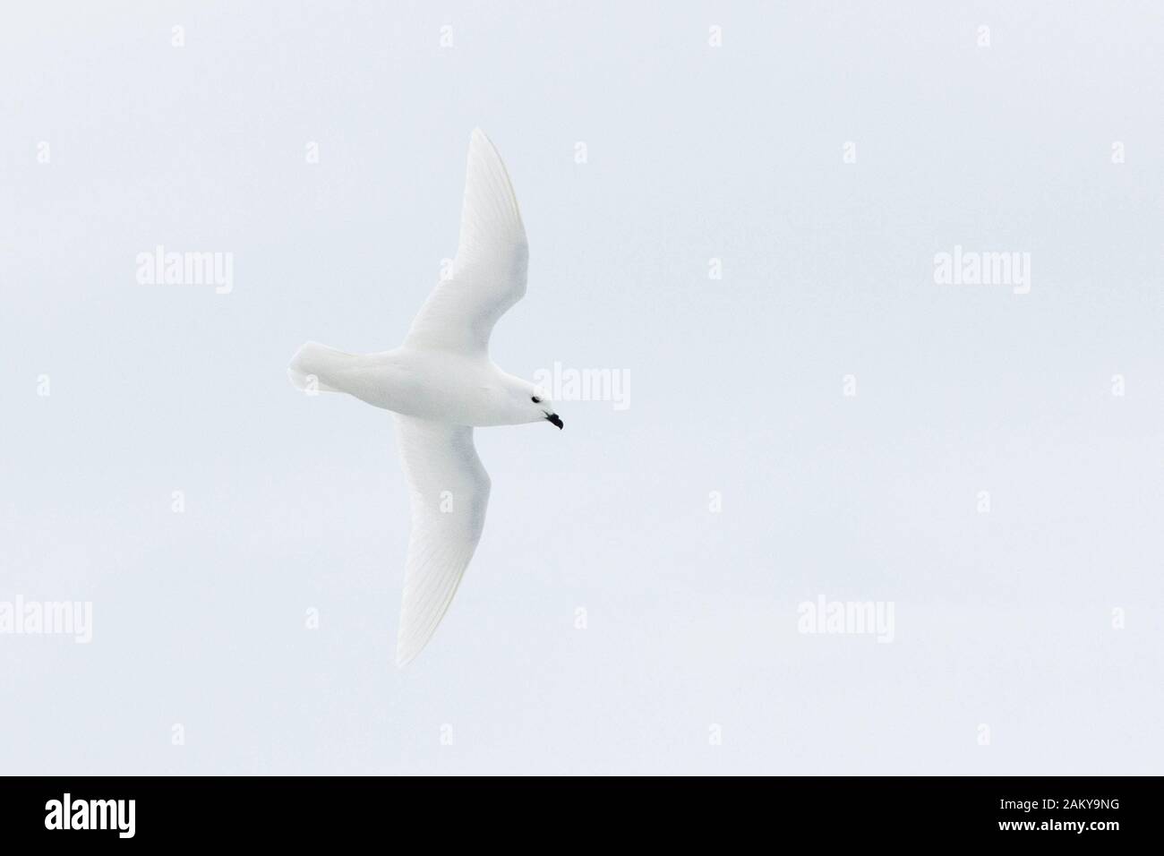 Snow Petrel flying, Antarctica Stock Photo - Alamy