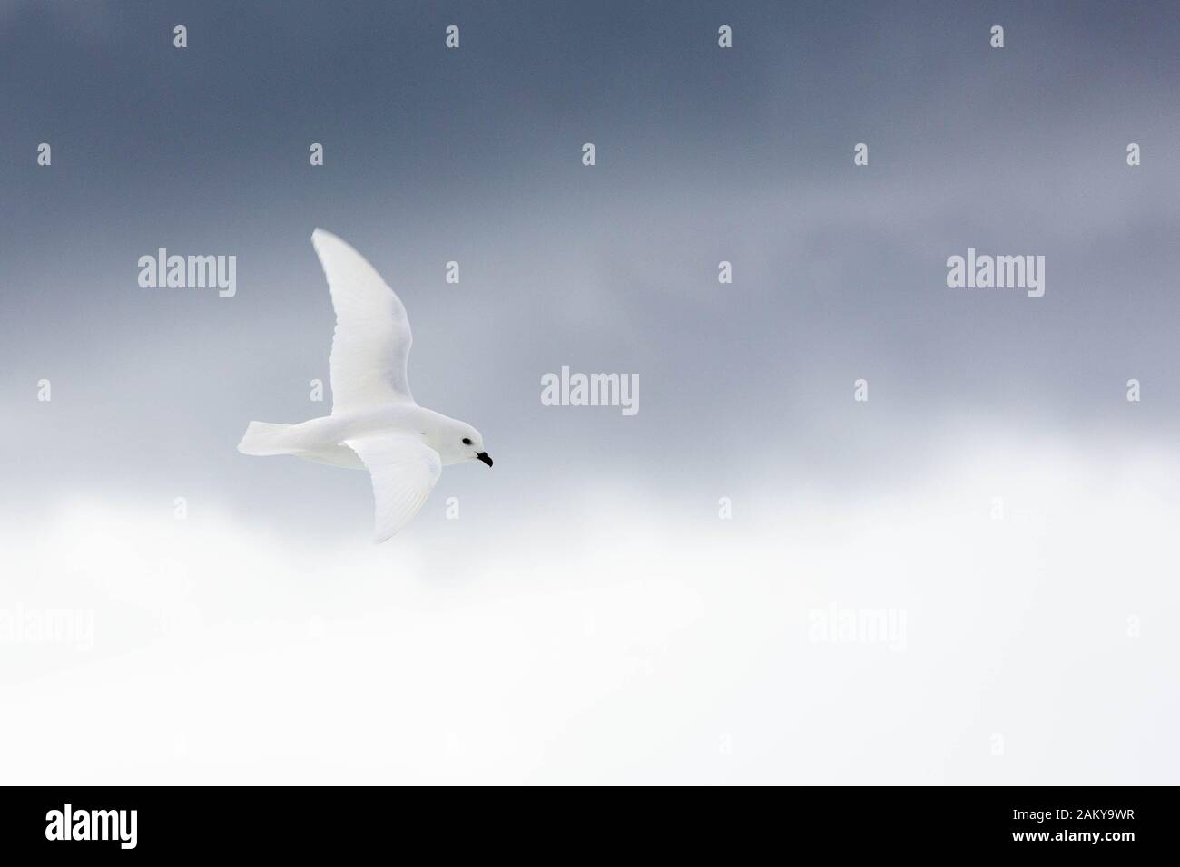 Snow Petrel flying with drake clouds behind, Antarctica Stock Photo - Alamy