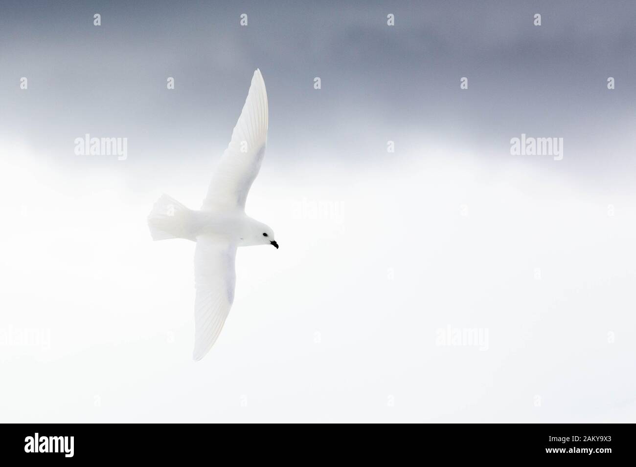 Snow Petrel flying, Antarctica Stock Photo - Alamy