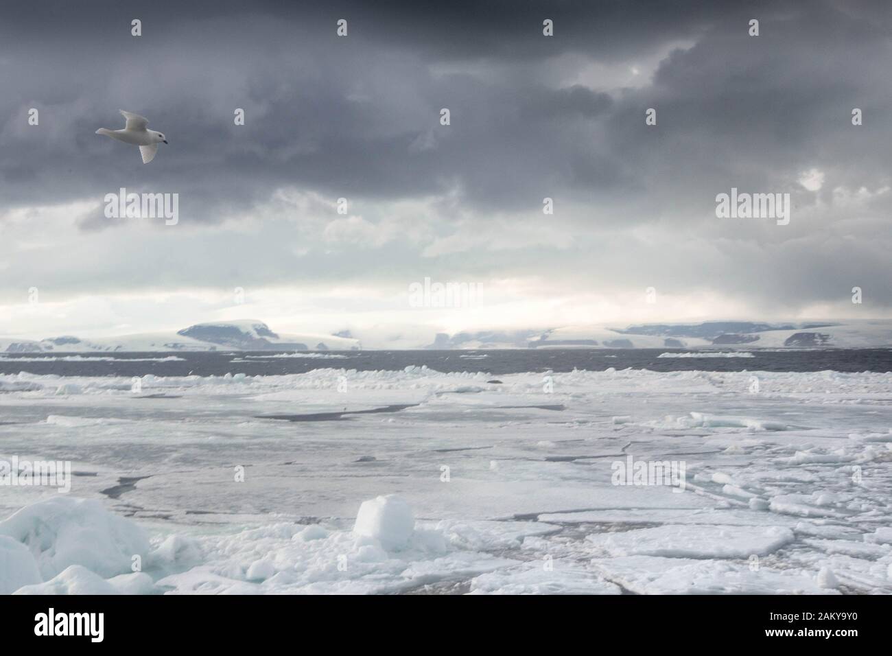 Snow Petrel flying over sea ice with dark lenticular clouds in the ...