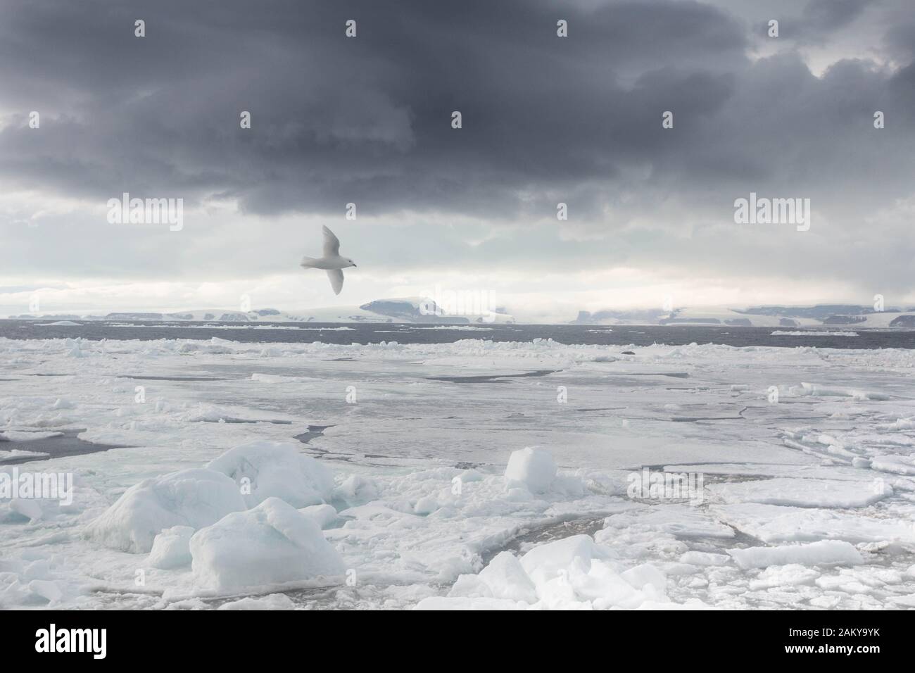 Snow Petrel flying over sea ice with dark lenticular clouds in the ...