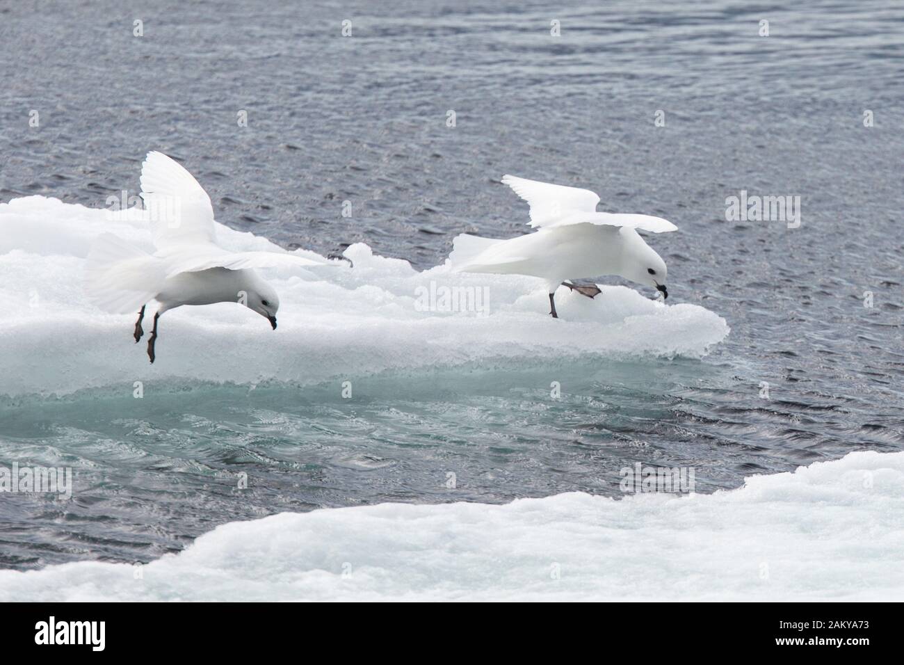 Snow petrel hi-res stock photography and images - Alamy