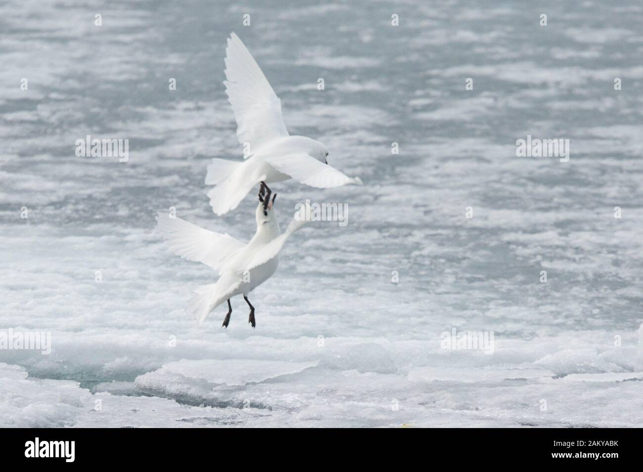 Antarctica snow petrel hi-res stock photography and images - Alamy