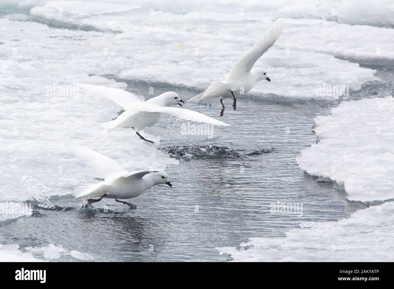 Snow petrel hi-res stock photography and images - Alamy