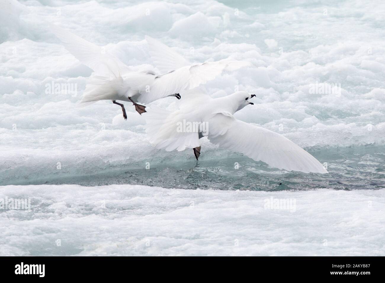 Antarctica snow petrel hi-res stock photography and images - Alamy