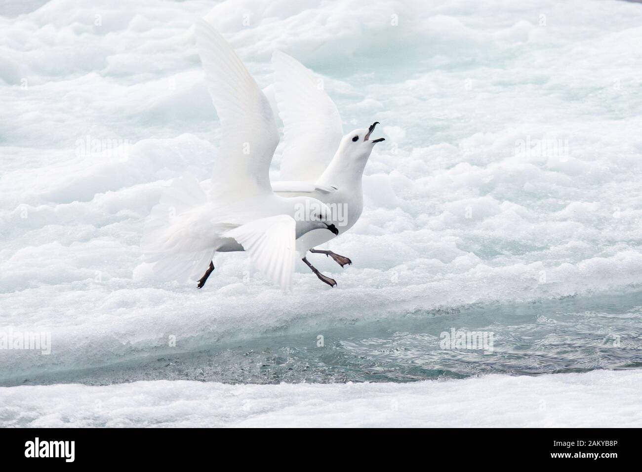 Snow Petrel in windy weather on ice floes, Snow Hill, Antarctica Stock ...