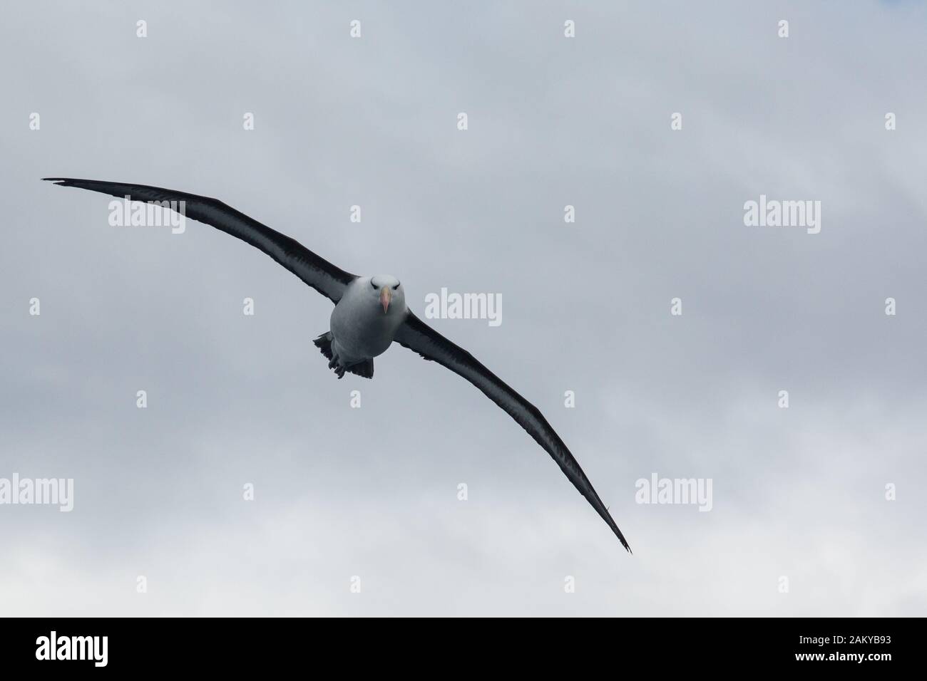 Antarctica antarctic albatross hi-res stock photography and images - Alamy