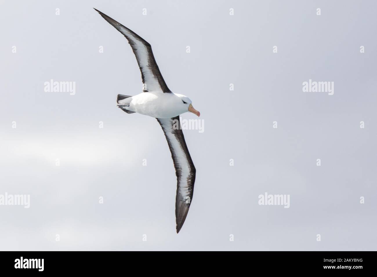 Antarctica antarctic albatross hi-res stock photography and images - Alamy