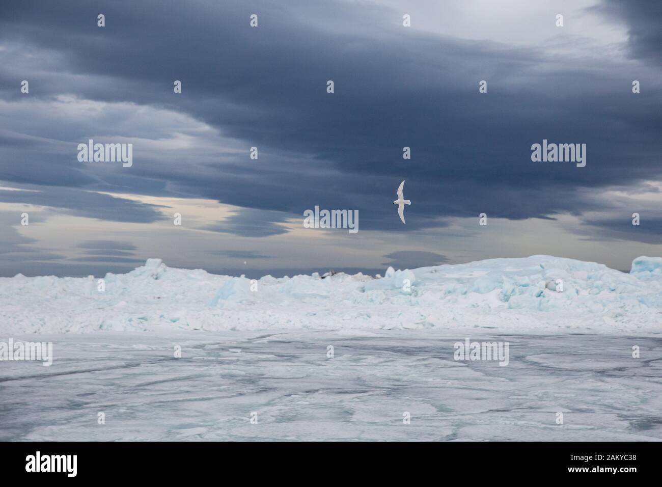 Snow Petrel flying with drake clouds behind, Antarctica Stock Photo - Alamy