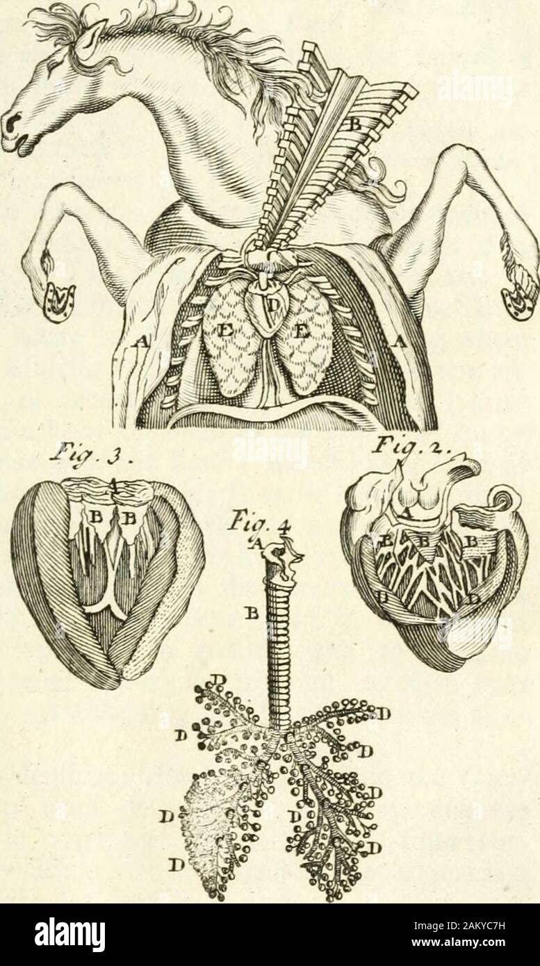 Horse lungs anatomy hi-res stock photography and images - Alamy