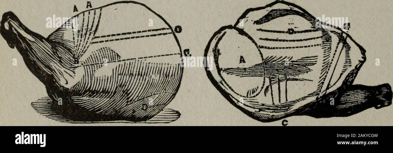 Saddle of mutton hi-res stock photography and images - Alamy