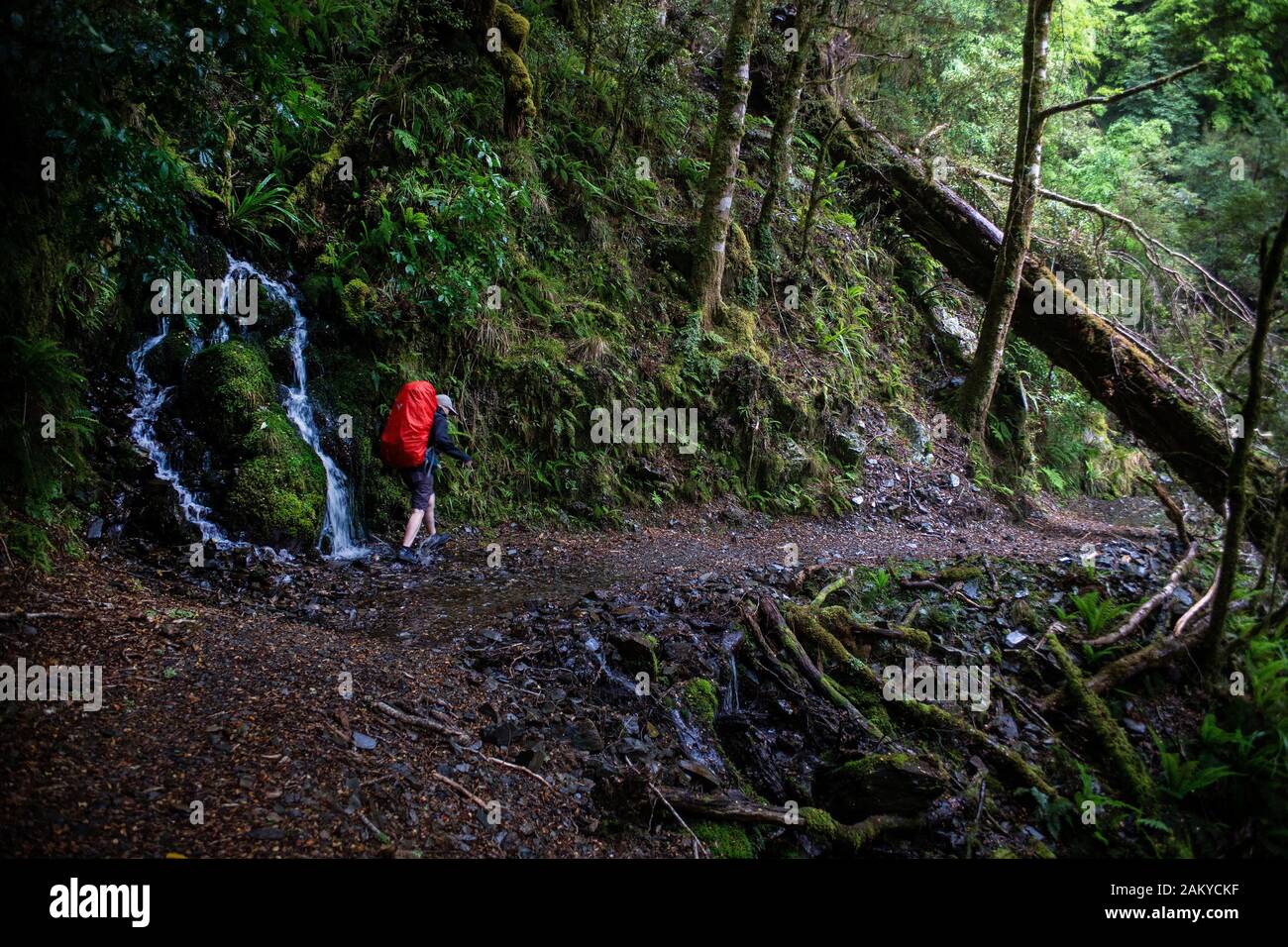 Walking the Old Ghost Road trail, Lyell to Seddonville, New Zealand ...