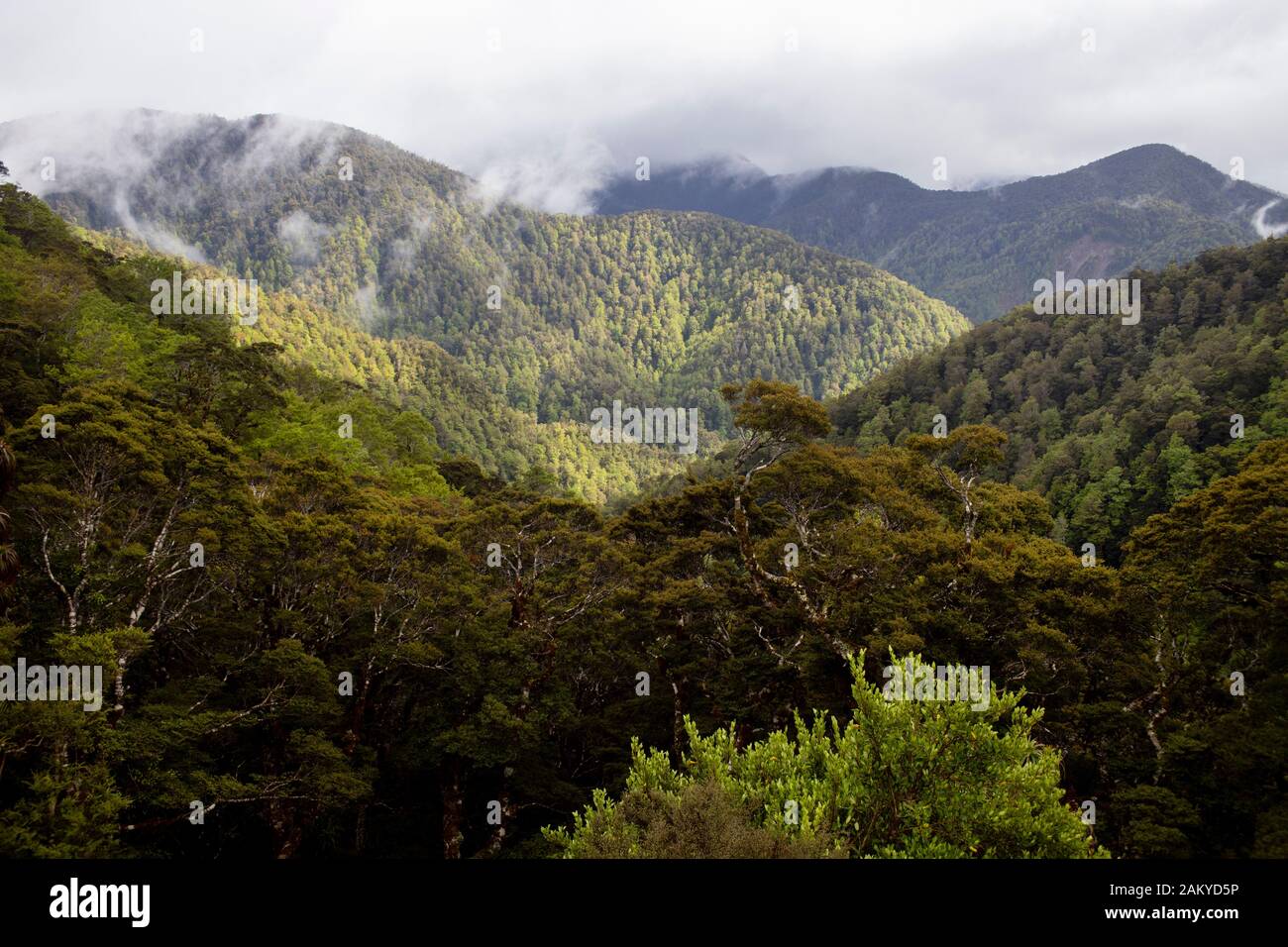Walking the Old Ghost Road trail, Lyell to Seddonville, New Zealand ...