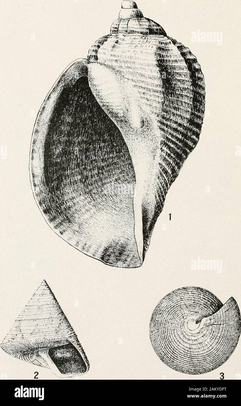Proceedings of the United States National Museum . II 2 Illustrations ...