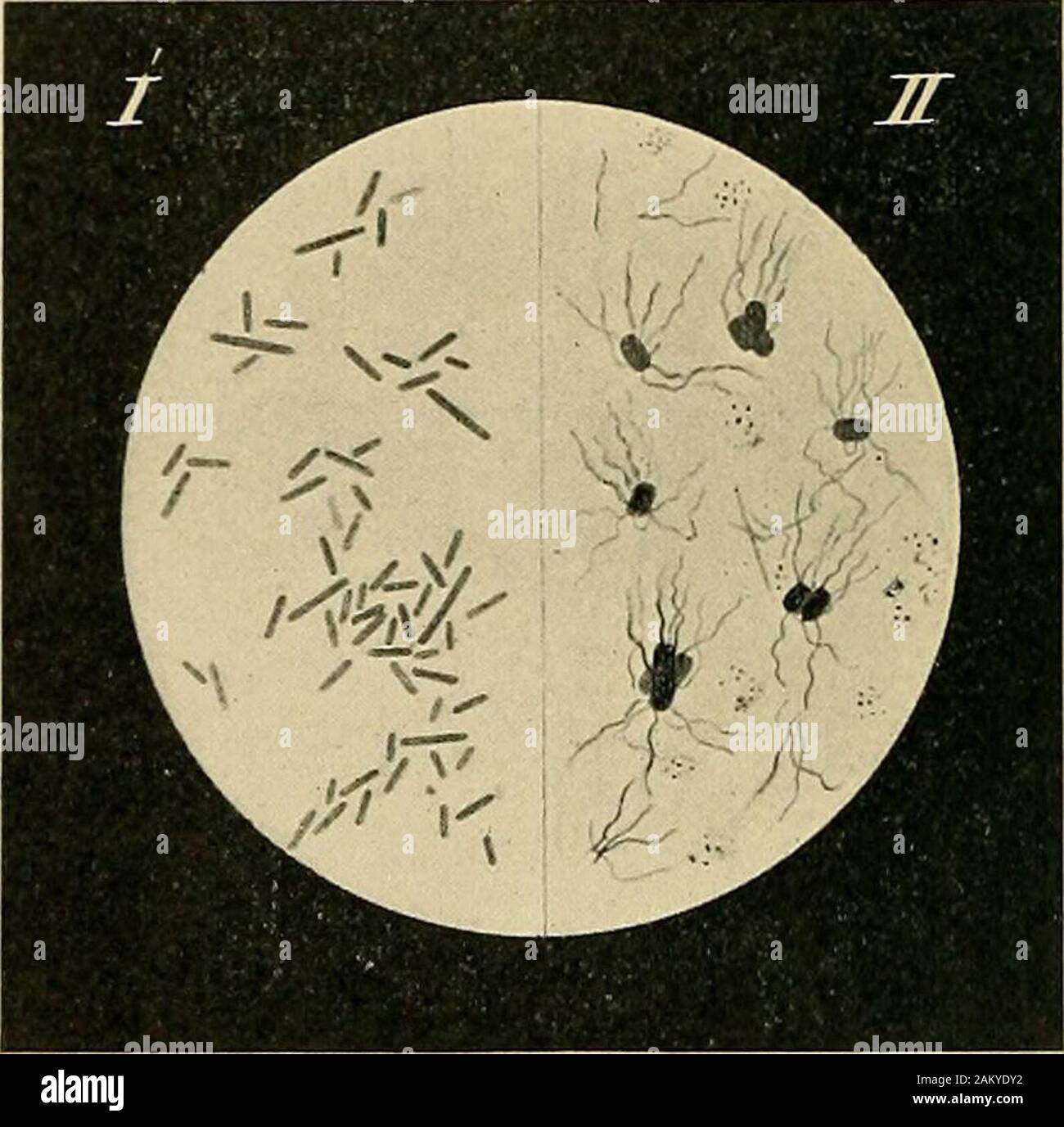 Bacillus typhosus hi-res stock photography and images - Alamy