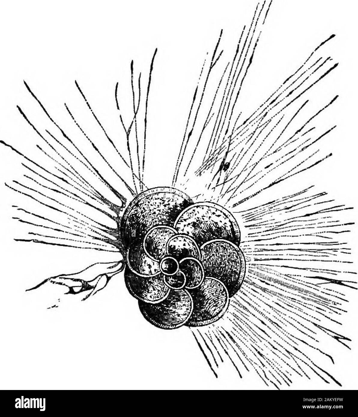 Build up of shells hi-res stock photography and images - Alamy